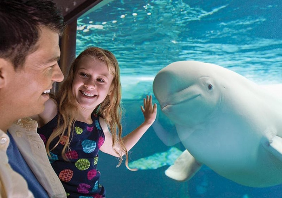 Best Animal Attractions at Seaworld® Orlando - aRes Travel